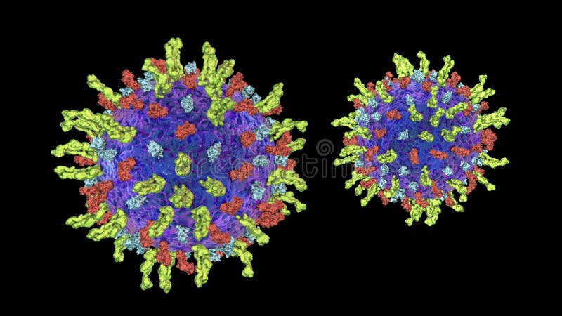 Herpes Simplex Virus Structure Stock Illustration - Illustration of ...