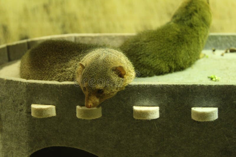 Herpestes Javanicus Mongoose Sitting in Tray and Looking Down Stock ...