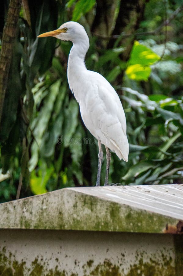 Crain Bird Stock Photos - Free & Royalty-Free Stock Photos from Dreamstime