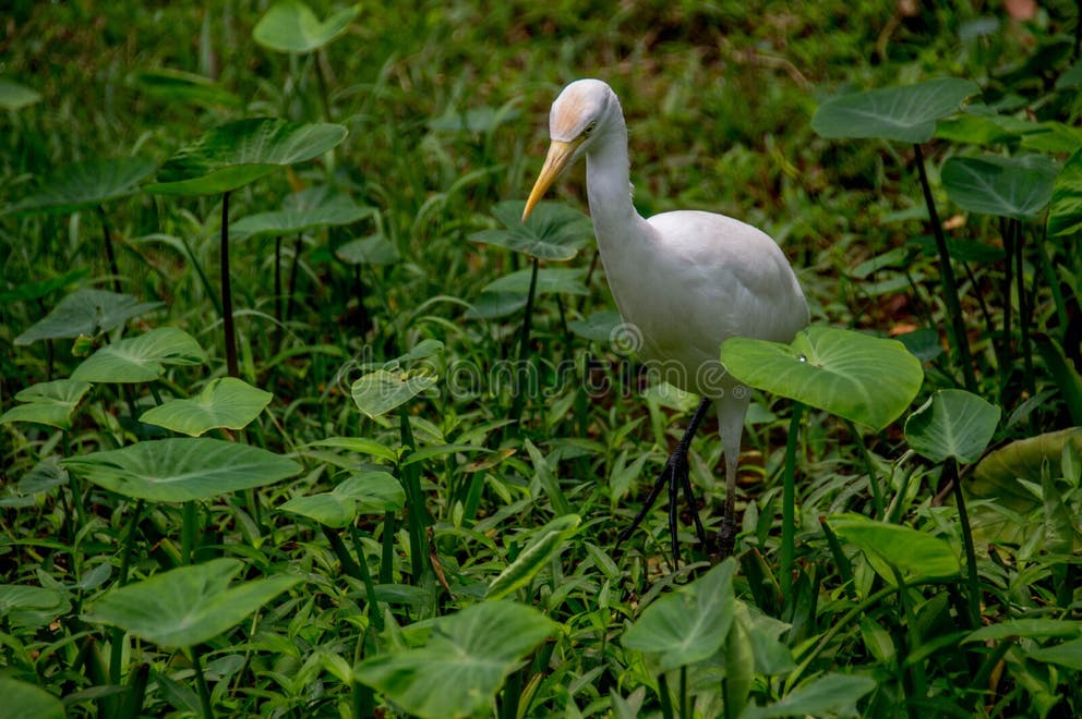 Herrin stock image. Image of flora, exotic, fauna, ecosystem - 45508899