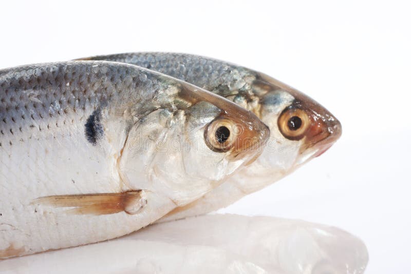 Herring fish stock image. Image of shiny, healthy, nutrition - 22000381