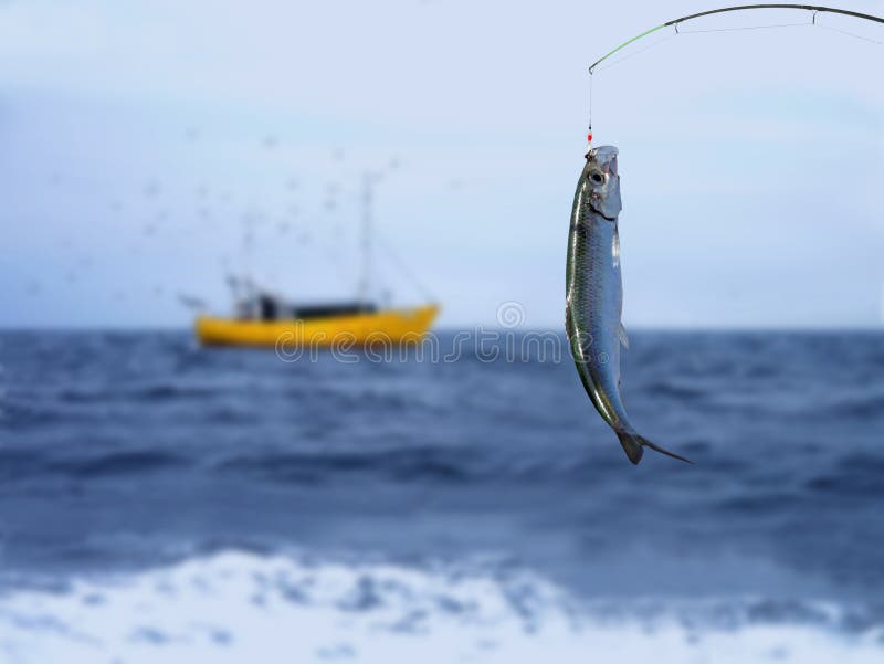 Herring fish stock photo. Image of single, fishing, meat - 90358016