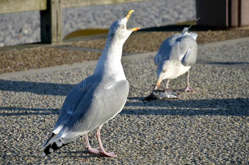 Herring gull the beak open stock photo. Image of seagull - 26132104