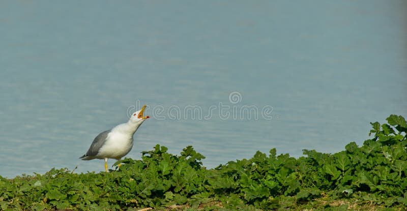 A Herring Gull calling stock photo. Image of gulls, lagoon - 17796420