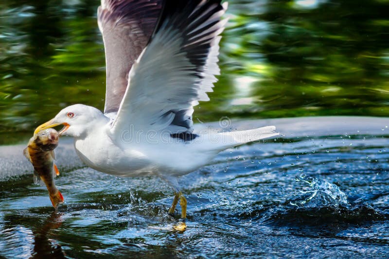 Gull Catching Fish in Grand Teton Stock Photo - Image of fishing ...