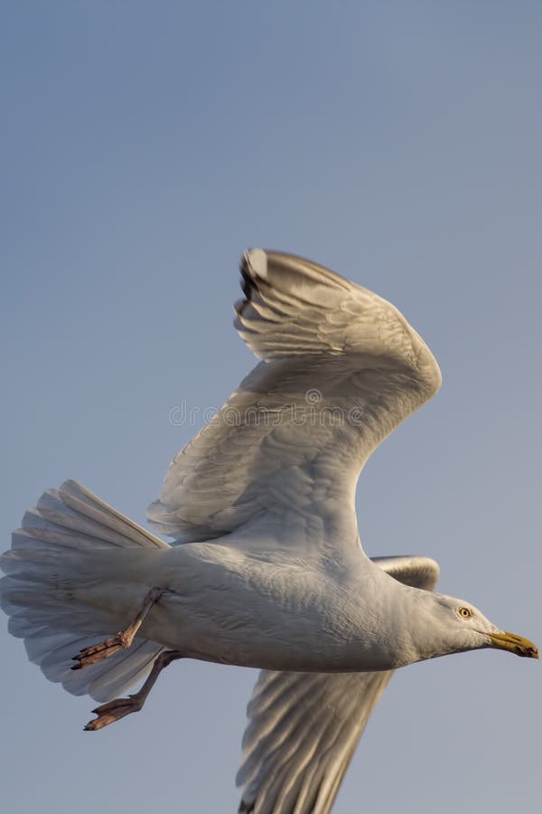 Herring Gull Close-up in Flight. Copy Space. Stock Image - Image of ...