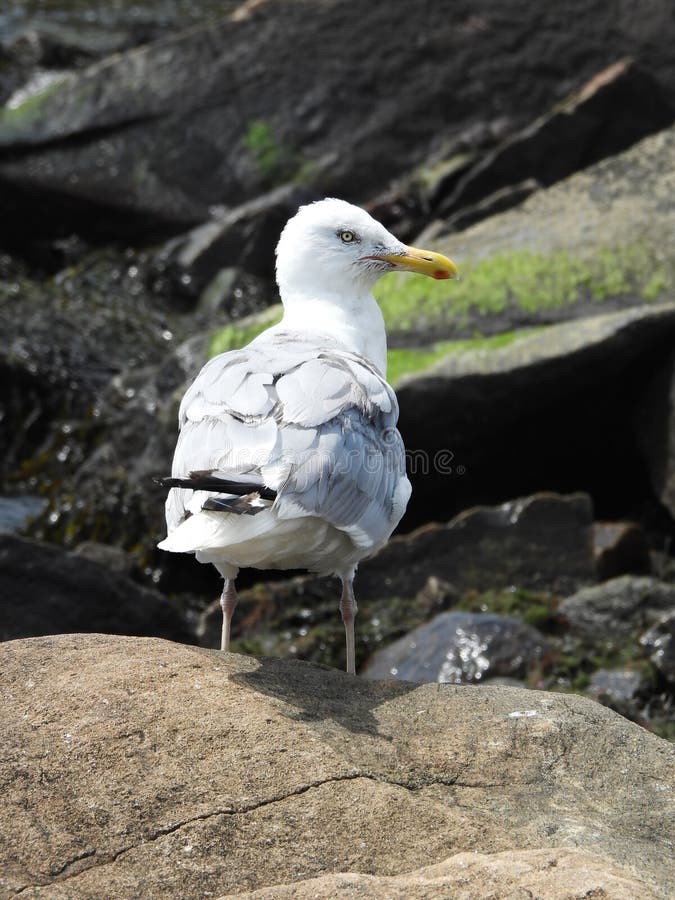 Herring Gull on Connecticut Eastern Seashore Stock Photo - Image of ...