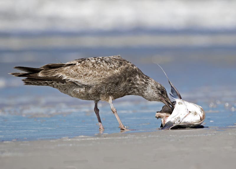Herring Gull Eating Dead Shark Fish Stock Photo - Image of scavenger ...