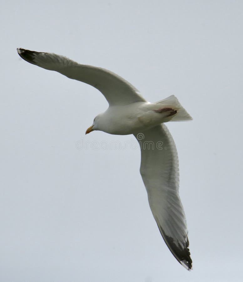 Herring gull in flight stock image. Image of herring - 318989949