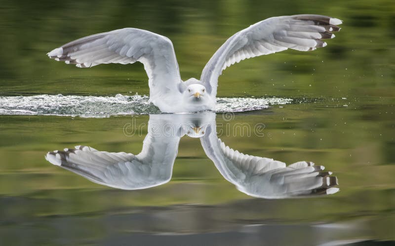 Herring gull stock photo. Image of reflection, water - 82682902