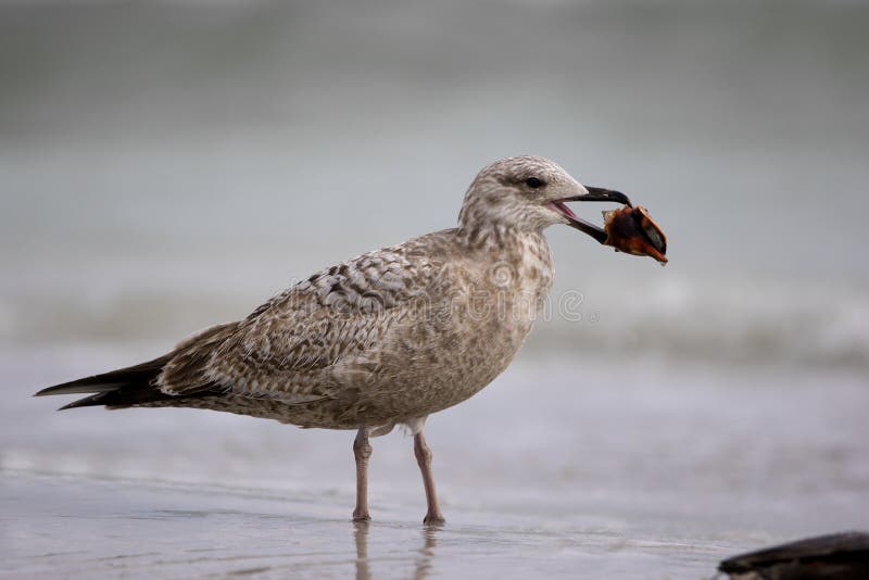 Herring Gull (Larus Argentatus). Stock Photo - Image of summer, bird ...