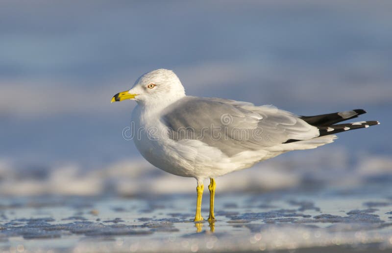 Herring Gull, Larus Delawarensis Argentatus Stock Photo - Image of bird ...