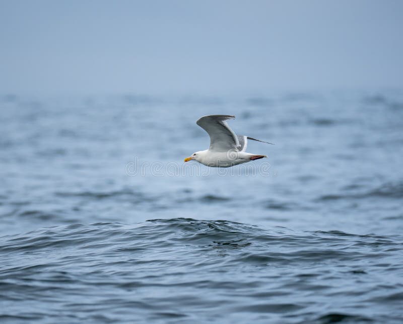 Herring Gull over water stock image. Image of beach - 344528921