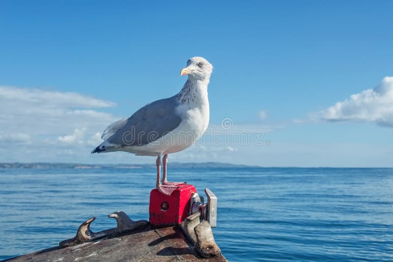 Herring Gull Posing on Bow stock image. Image of southwest - 61550977