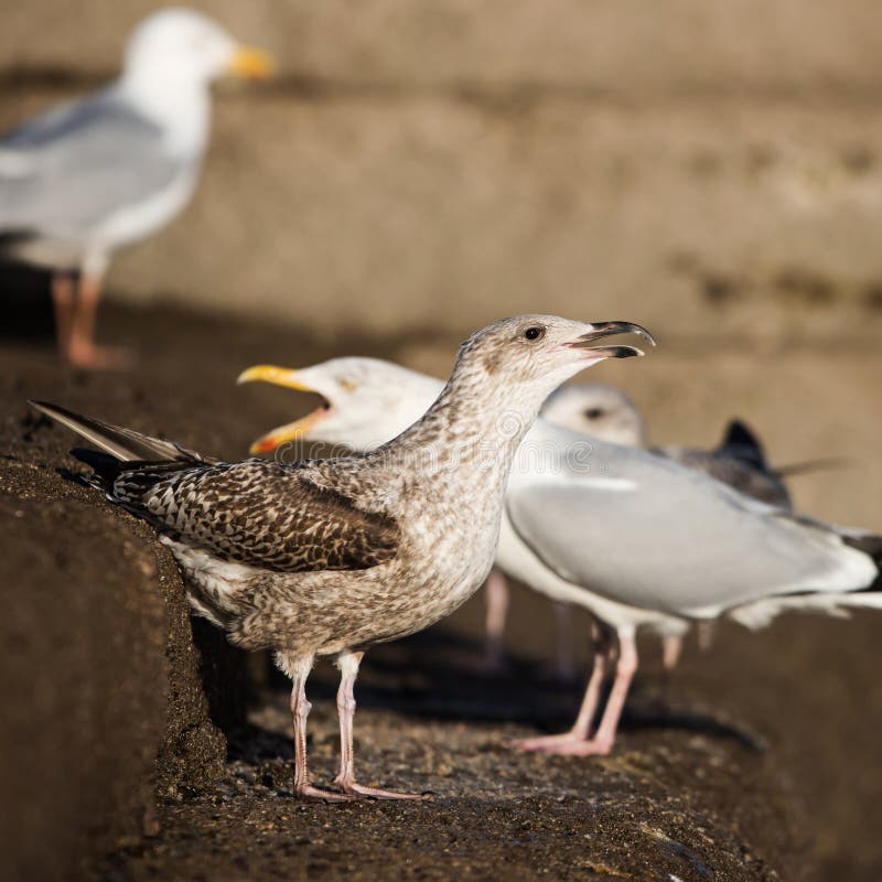 Herring Gull, Sea Gull, Larus Argentatus Stock Photo - Image of ...