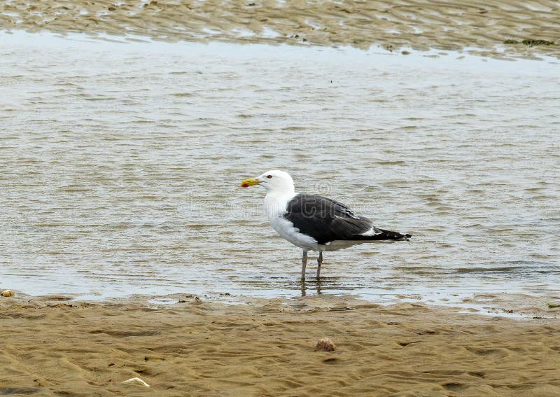 Herring Gull Standing in the Shallow Tidal Pools of Breakwater Beach in ...