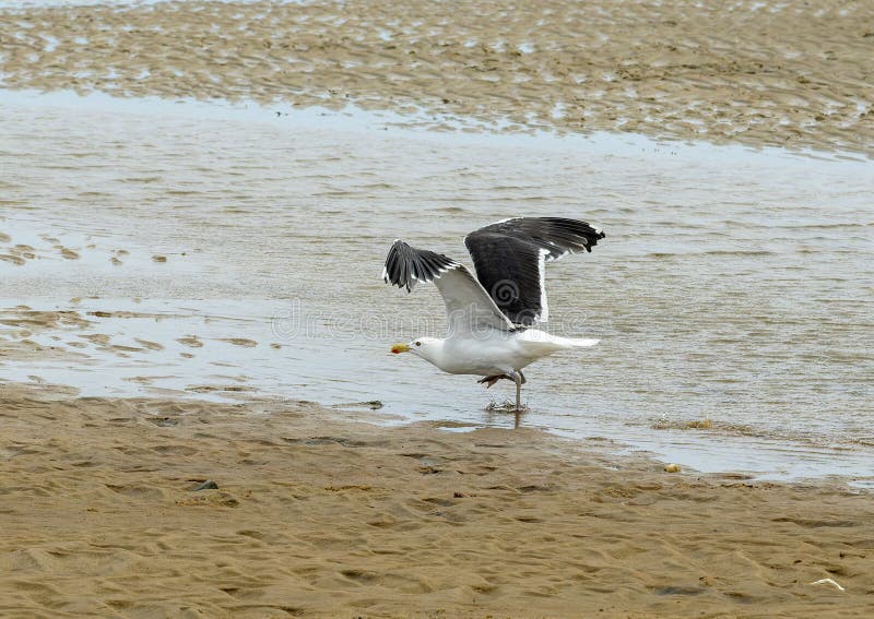 Herring Gull Taking Off from the Tidal Pools of Breakwater Beach in ...