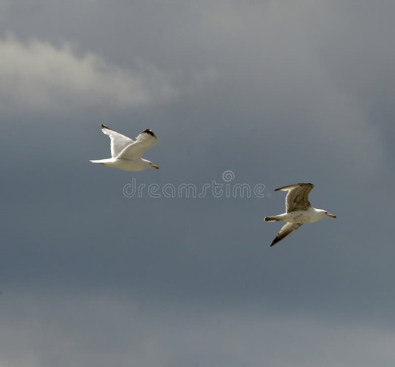 Herring gulls in flight stock photo. Image of bird, flight - 321331988