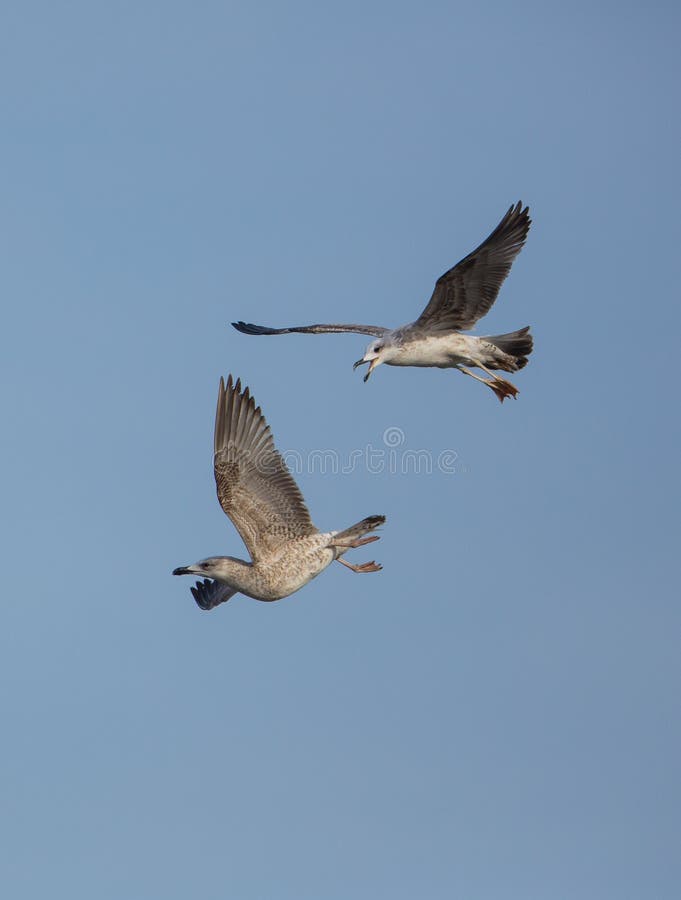 Gulls in flight stock image. Image of gulls, farm, flying - 46001437