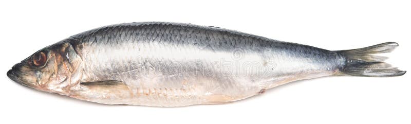 Herring stock image. Image of herring, meal, white, protein - 47280491
