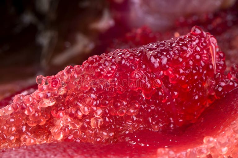 Herring roe close up stock photo. Image of salt, food - 13536318