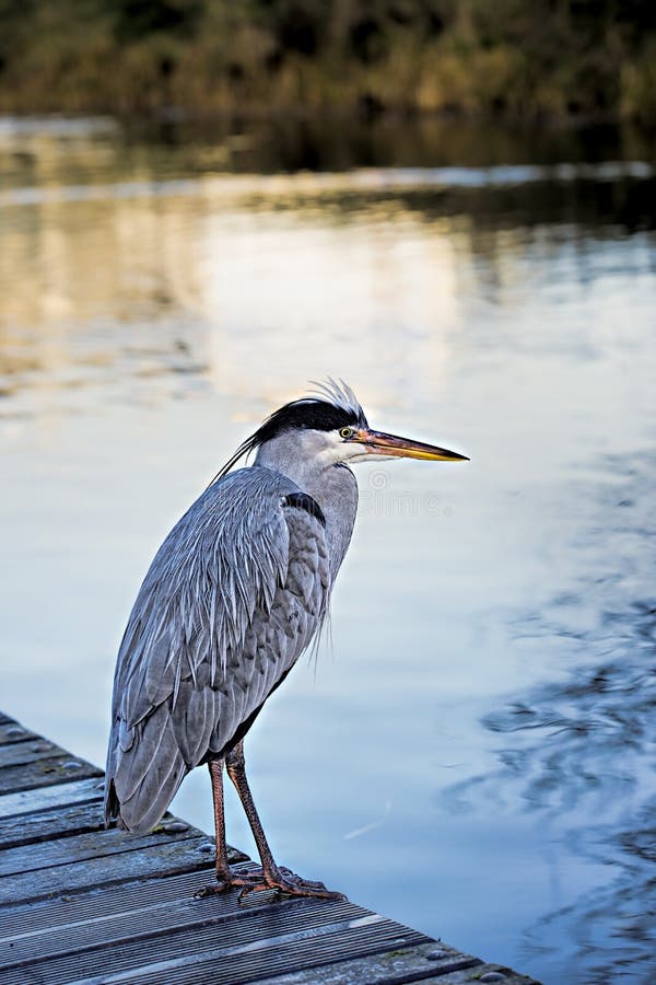 Herron stock image. Image of beak, america, birdwatching - 88503253