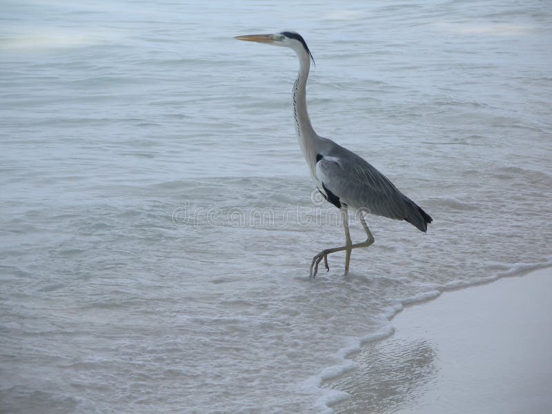 Heron walking stock photo. Image of beech, walking, heron - 142242512