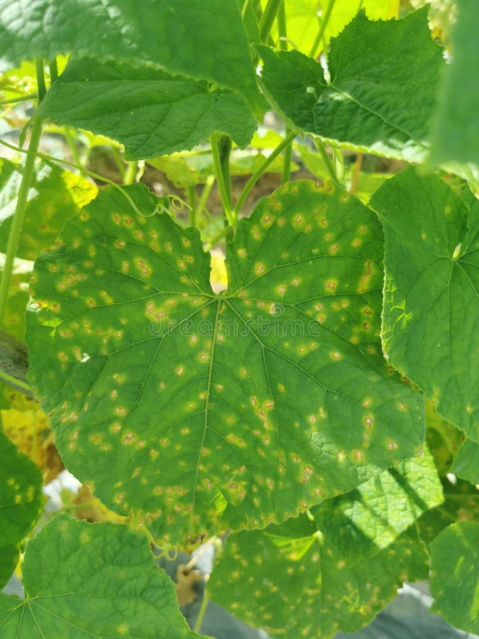 Hersenblaasziekte symptoom stock foto. Image of pathologie - 260118822