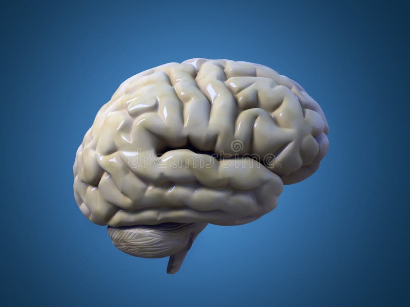 Hersenen stock illustratie. Illustration of cerebra, medisch - 16931648