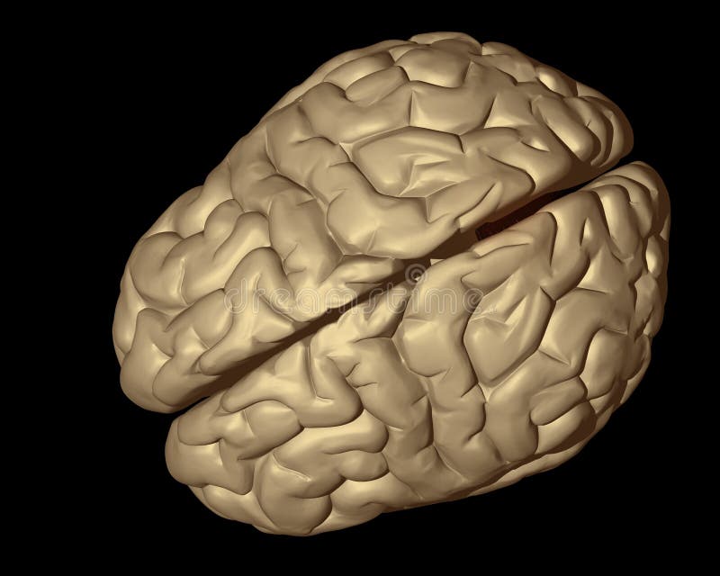 Hersenen stock illustratie. Illustration of anatomie, delen - 8016297