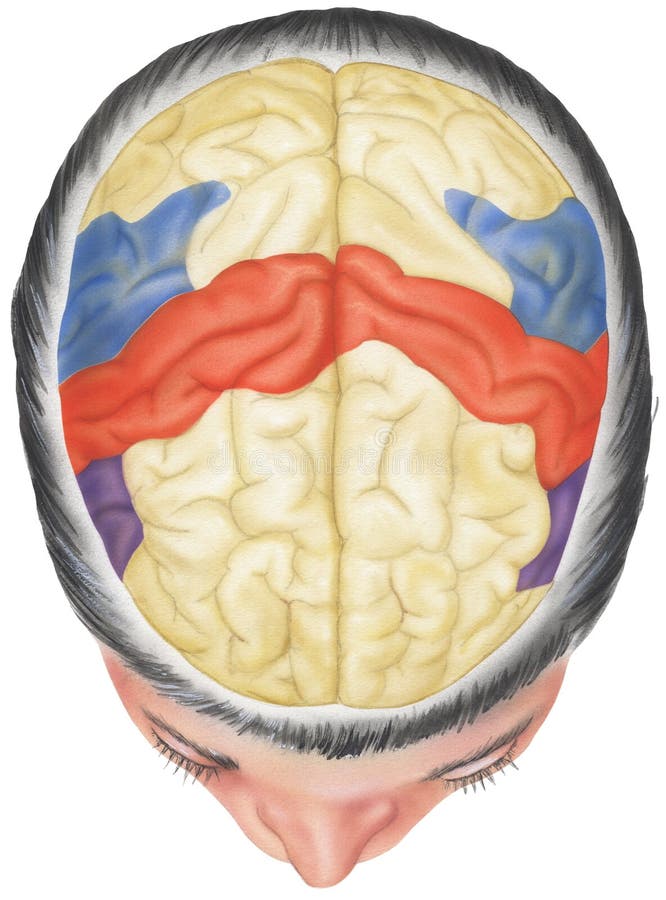 Hersenen in Situ - Doorsnede Van De Schedel, Bovenkant Stock ...