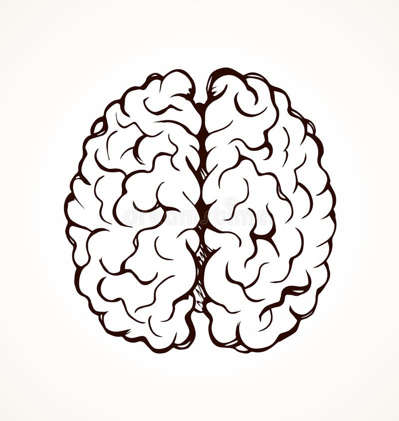 Menselijke Anatomische Hersenen, Het Geestelijke Conceptuele Embleem ...