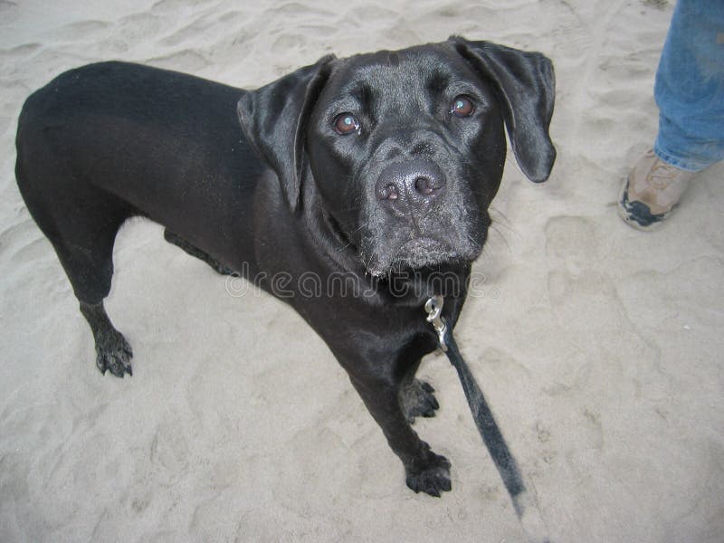 Hershey stock image. Image of hershey, cutest - 72580743