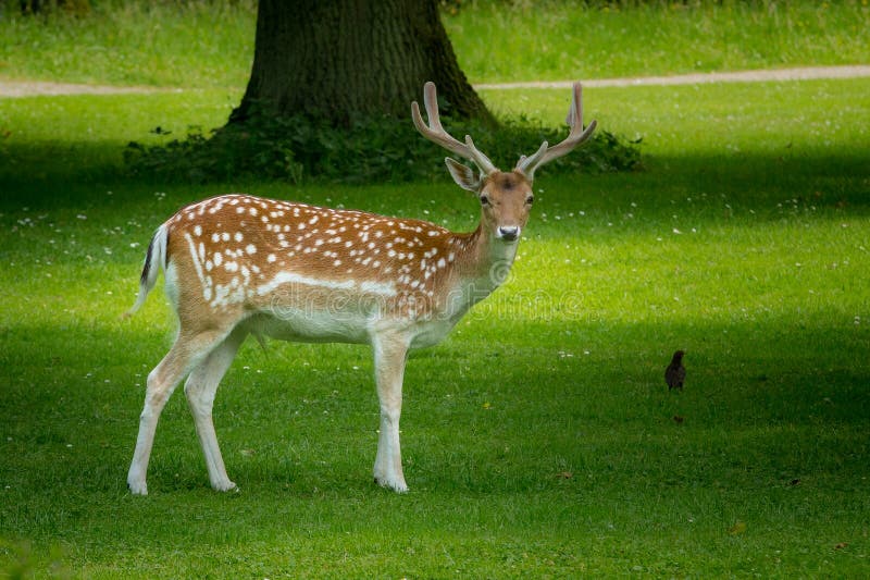 Hert stock image. Image of beautiful, estate, park, deer - 38234653