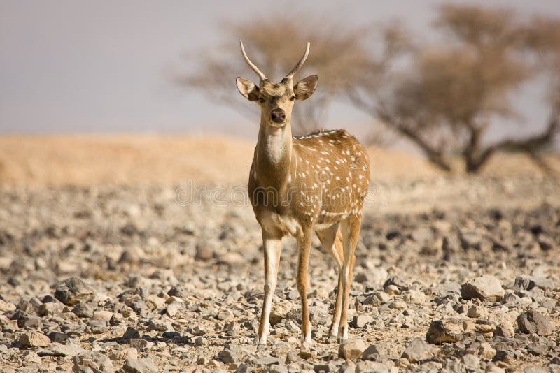 Hert stock foto. Image of dier, hoornen, azië, gras, nave - 10428542