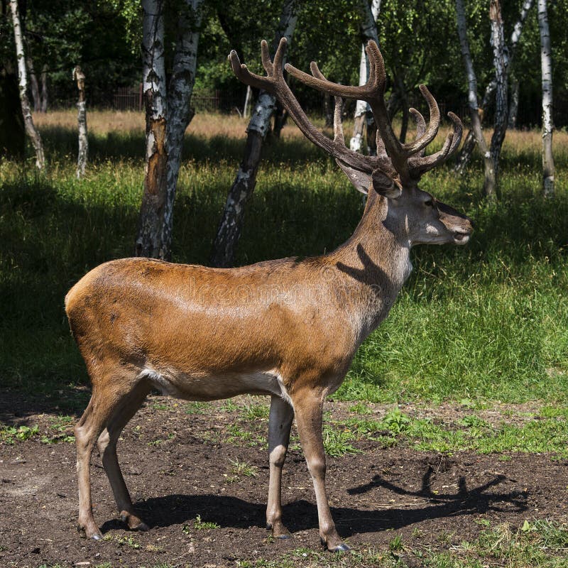 Herten stock foto. Image of glanzend, bedreigd, milieu - 33260784