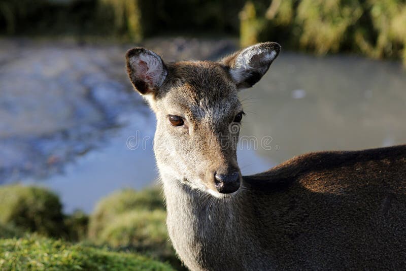 Herten stock afbeelding. Image of onschuld, whitetails - 39493779