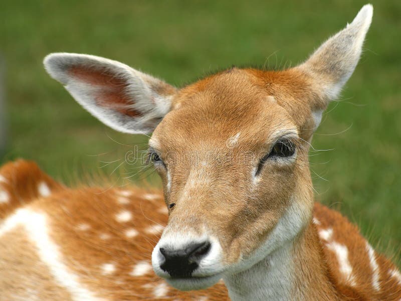 Herten stock afbeelding. Image of sportief, sluit, textuur - 4886511