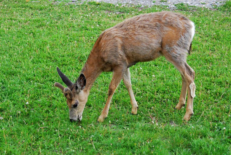 Witte Herten, Albino-dieren Stock Foto - Image of gras, jacht: 57312730