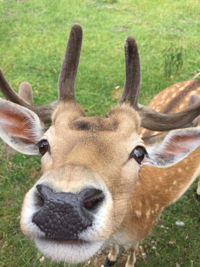 Herten stock afbeelding. Image of herten, jong, leuk - 68342537