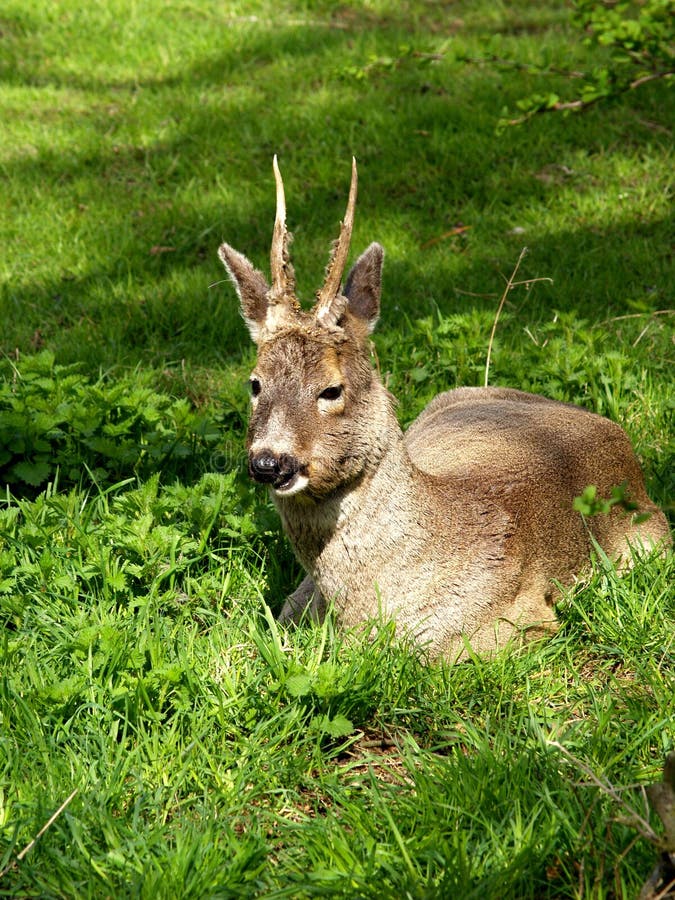 Witte Herten, Albino-dieren Stock Foto - Image of gras, jacht: 57312730