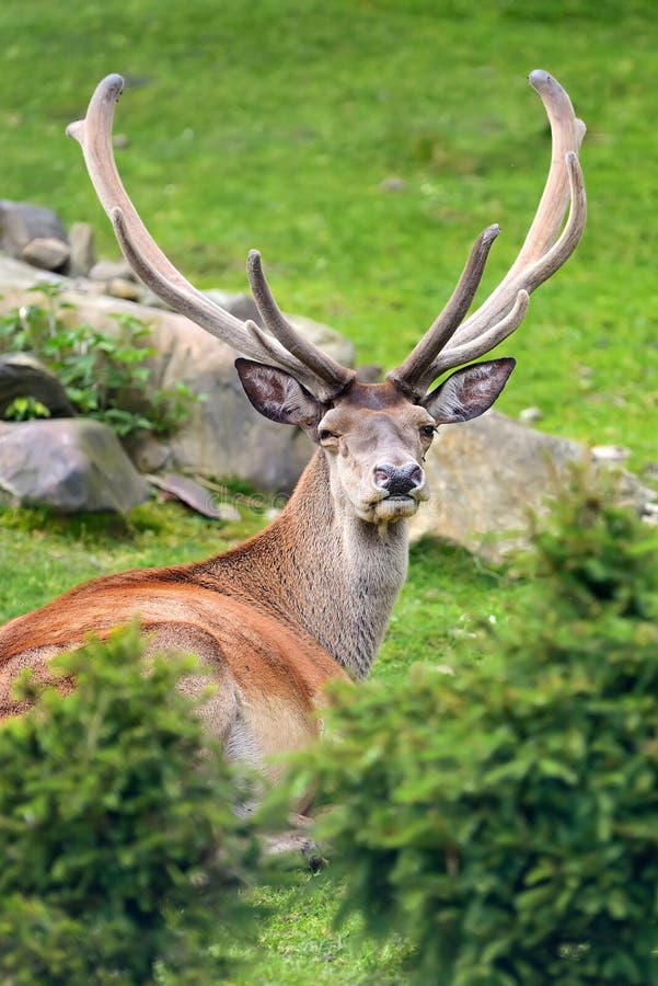 Herten in bos stock foto. Image of één, schoonheid, landschap - 104224490
