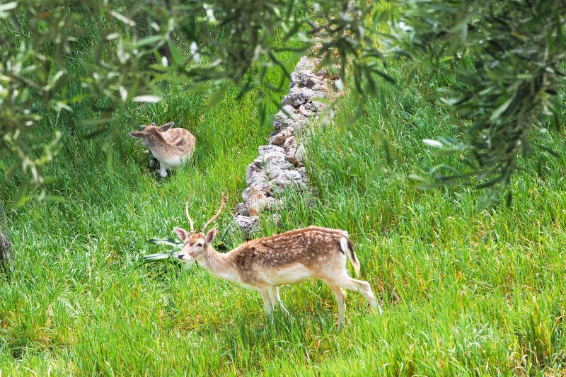 Herten Die Gras in Wildernis Eten Stock Afbeelding - Image of groen ...