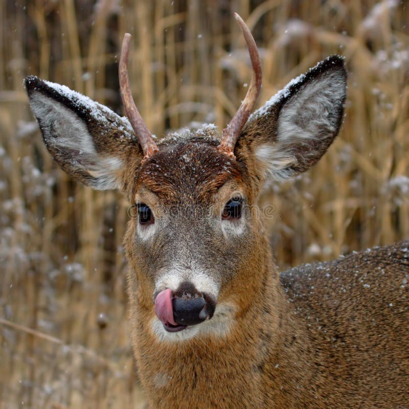 Herten en sneeuw stock foto. Image of kijk, leuk, nave - 1642096