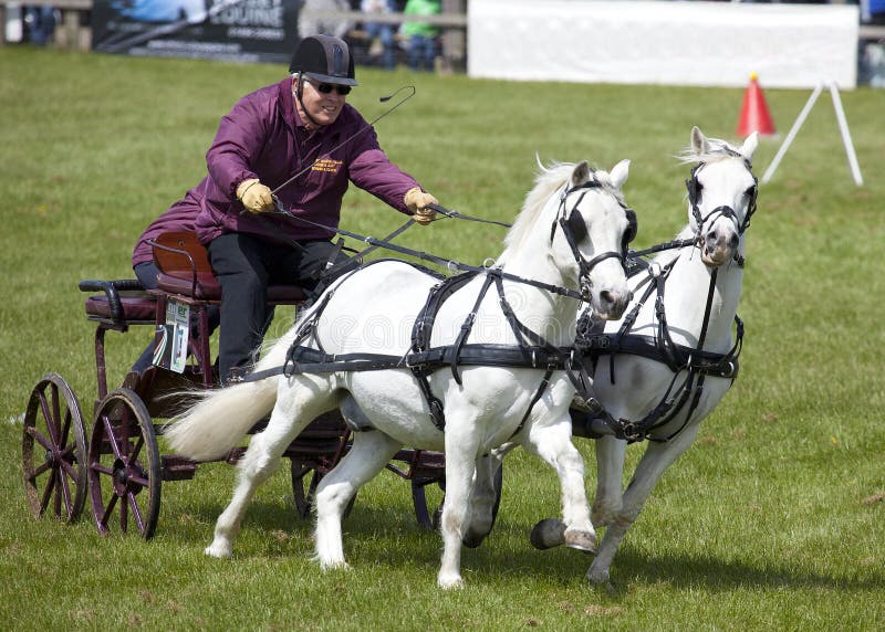 Show Scurrying Stock Photos - Free & Royalty-Free Stock Photos from ...