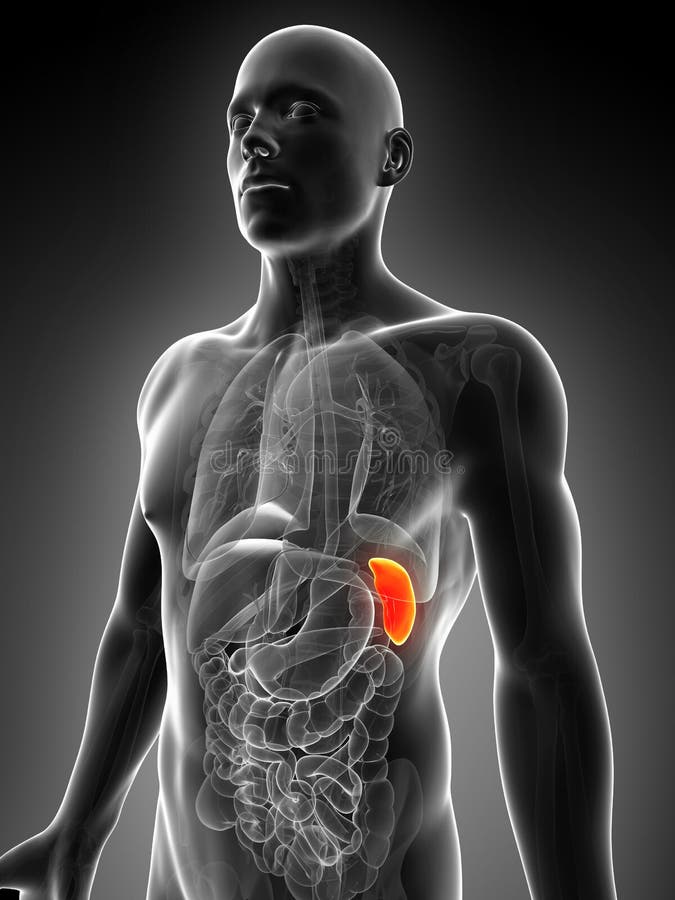 Milz - Männliche Anatomie Von Menschlichen Organen ...