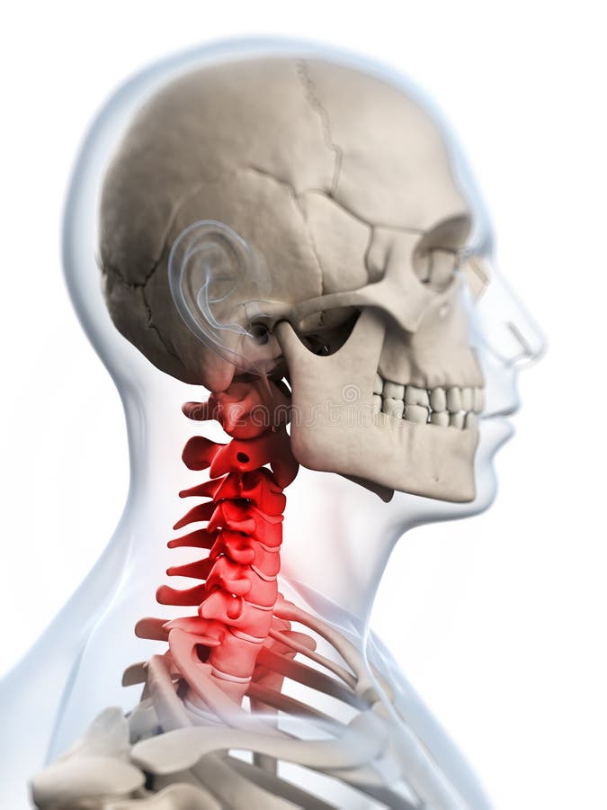 Hervorgehobener Halsmuskel stock abbildung. Illustration von biologie ...