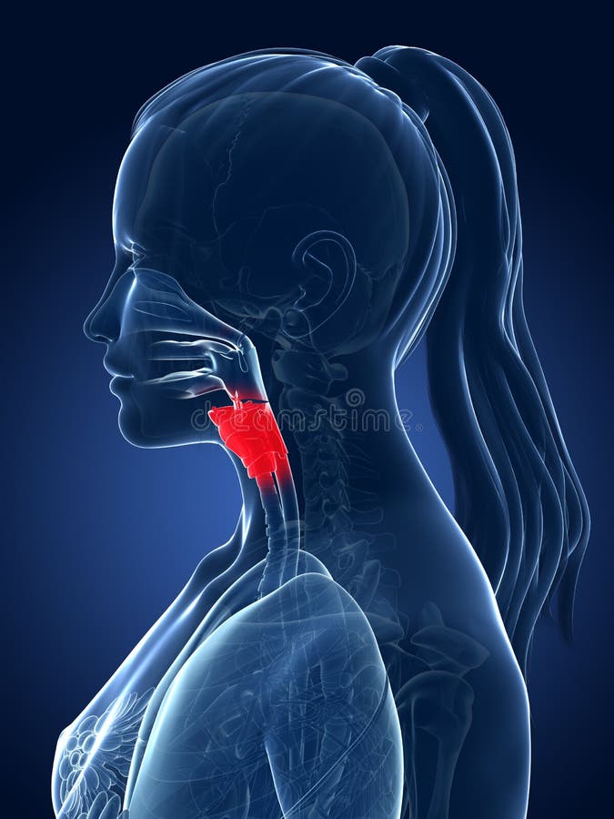 Hervorgehobener Kehlkopf stock abbildung. Illustration von frau - 30727526