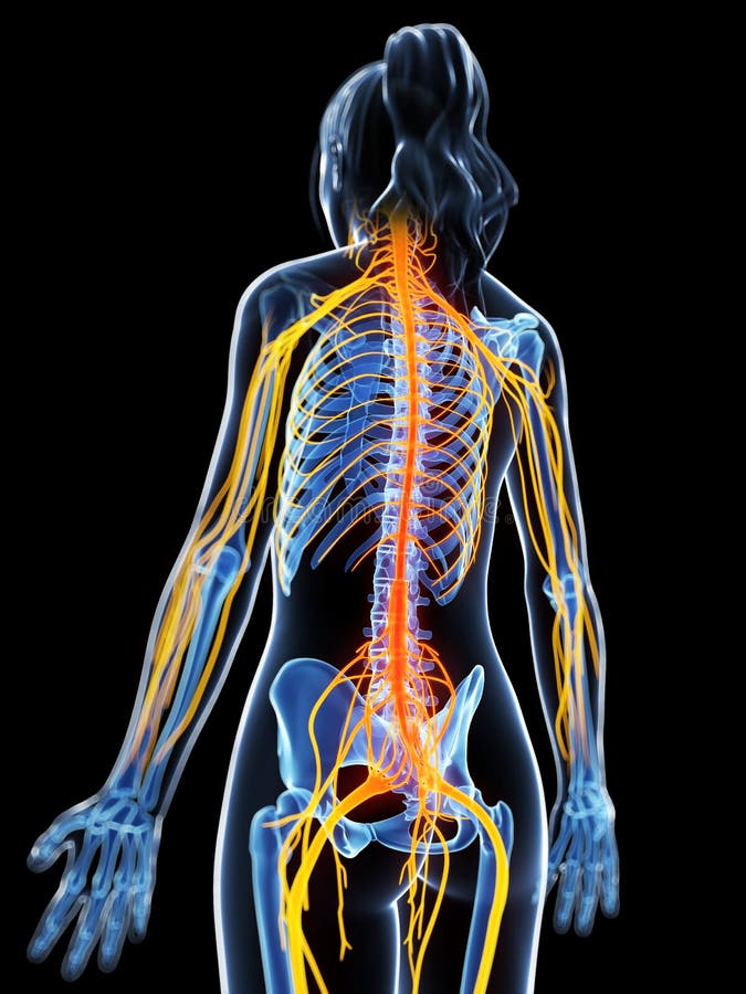 Hervorgehobener Ischias- Nerv Stock Abbildung - Illustration von ...