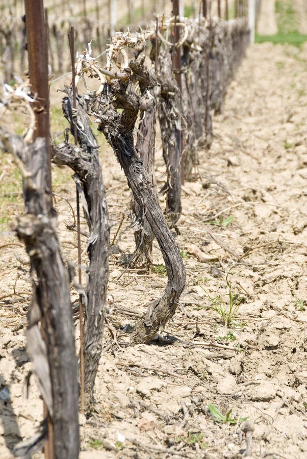 Hervorragende Rebe in Einem Weinberg Stockfoto - Bild von weinberg ...